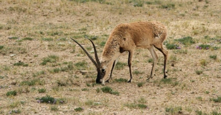 Surviving the Heights: 10 Mountain Animals with Unique Adaptations