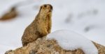 Marmot Animal Facts - Marmota - A-Z Animals