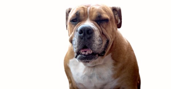 Australian Bulldog Dog Breed Complete Guide - A-Z Animals