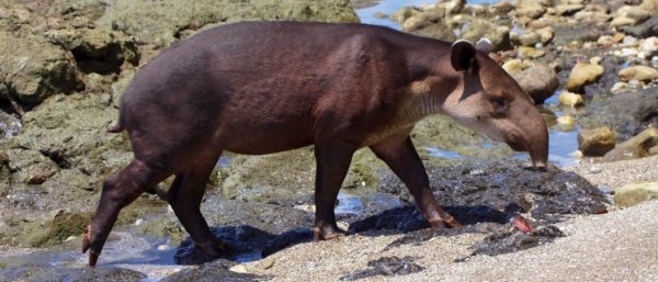 Wildlife in Belize - Types of Belizean Animals - A-Z Animals