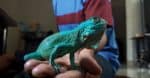Do Iguanas Change Colors Like Chameleons? - A-Z Animals