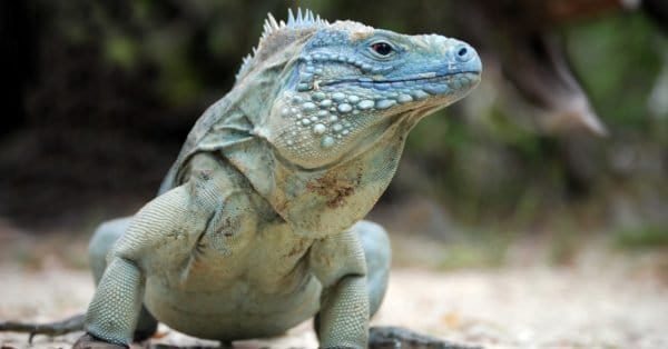 Colorful Iguanas: 10 Stunning Examples - A-Z Animals