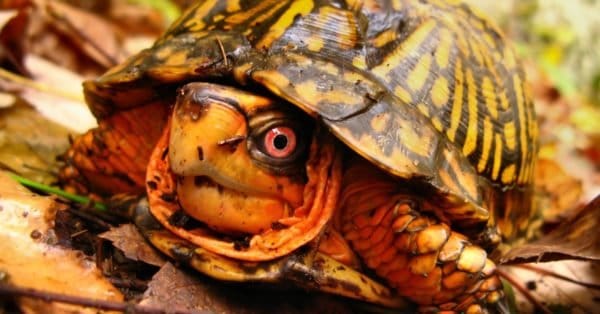 Snapping Turtle Animal Facts - Chelydridae - A-Z Animals