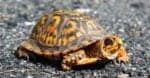 Box Turtle Lifespan: How Long Do Box Turtles Live? - A-Z Animals