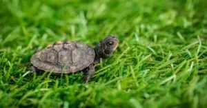 Baby Turtle: 5 Interesting Facts and 5 Precious Pictures - A-Z Animals
