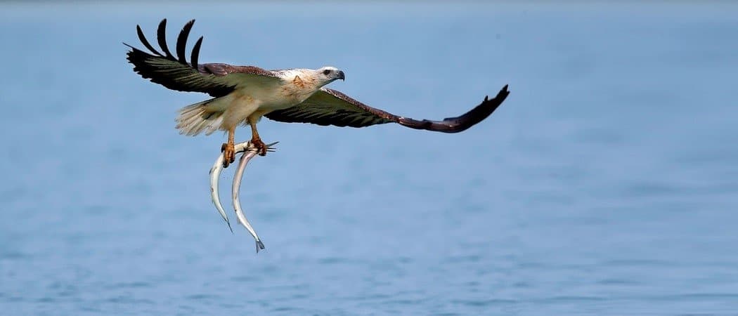 Wildlife in Brunei Darussalam - Types of Bruneian Animals - A-Z Animals