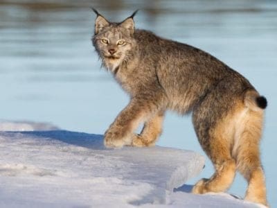 Canada Lynx Animal Facts | Lynx canadensis | AZ Animals