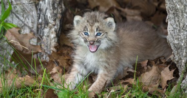 Canada Lynx Animal Facts - Lynx canadensis - A-Z Animals