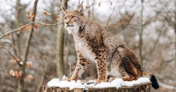 Canada Lynx Animal Facts - Lynx canadensis - A-Z Animals