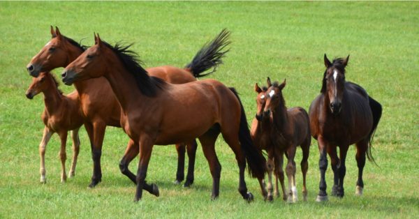 Foal vs. Colt: 4 Key Differences and Why They Matter - A-Z Animals