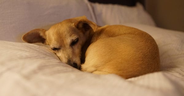 How Big Is a Full Grown Chiweenie? Size Chart and Milestones - A-Z Animals