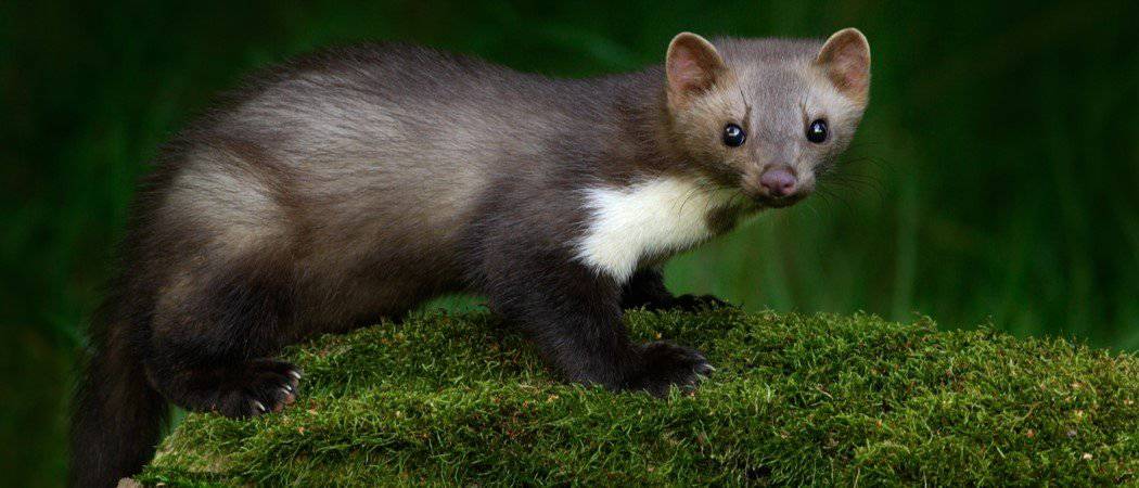 Wildlife in Croatia - Types of Croatian Animals - A-Z Animals