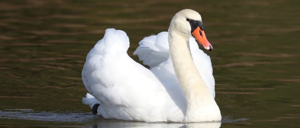 The Beauty of White Birds: 15 Different Types and Their Stunning ...