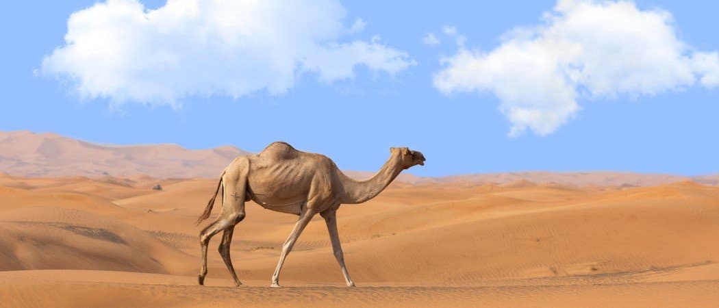 Camel Animal Facts - Camelus dromedarius - A-Z Animals