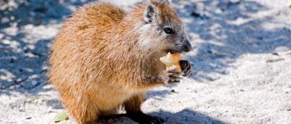 Wildlife in Dominican Republic - Types of Dominican Animals - A-Z Animals