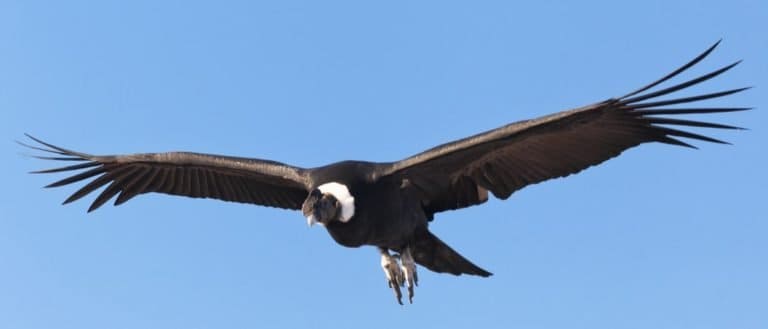Wildlife in Ecuador - Types of Ecuadorian Animals - A-Z Animals