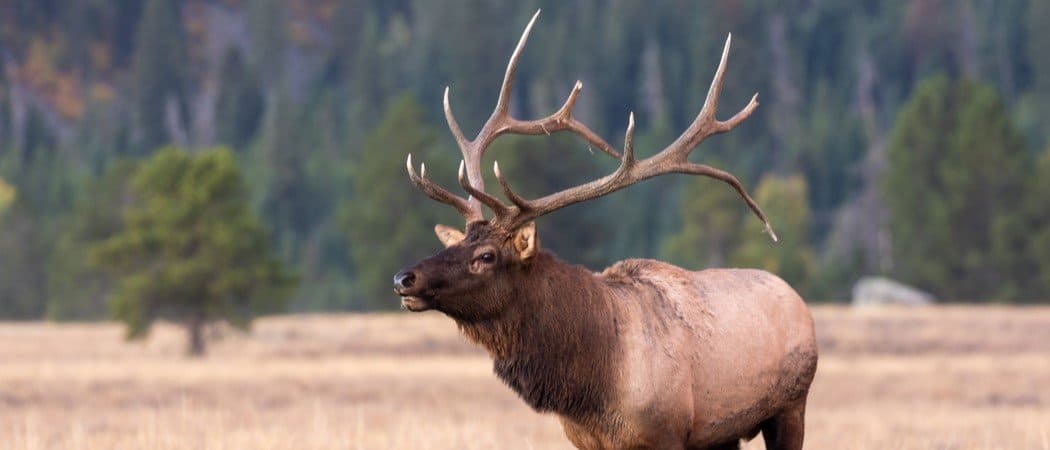 Elk Animal Facts | Cervus canadensis - AZ Animals