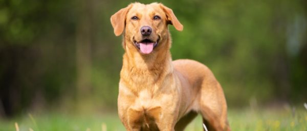 The World's 10 Favorite & Most Popular Animals in 2024 - A-Z Animals