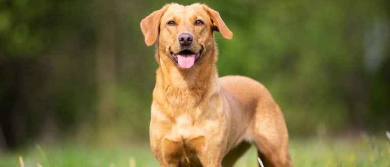 The World's 10 Favorite & Most Popular Animals in 2024 - A-Z Animals