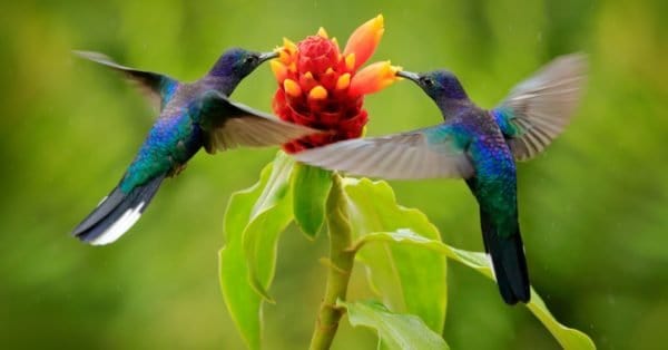 The World’s 10 Favorite & Most Popular Animals - IMP WORLD