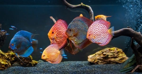 Discus Fish Facts - A-Z Animals