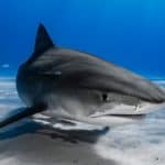 How Far Away Can a Shark Smell Blood in the Water? - A-Z Animals Slideshows