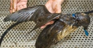 The Top 10 Most Fun Jobs with Animals - IMP WORLD