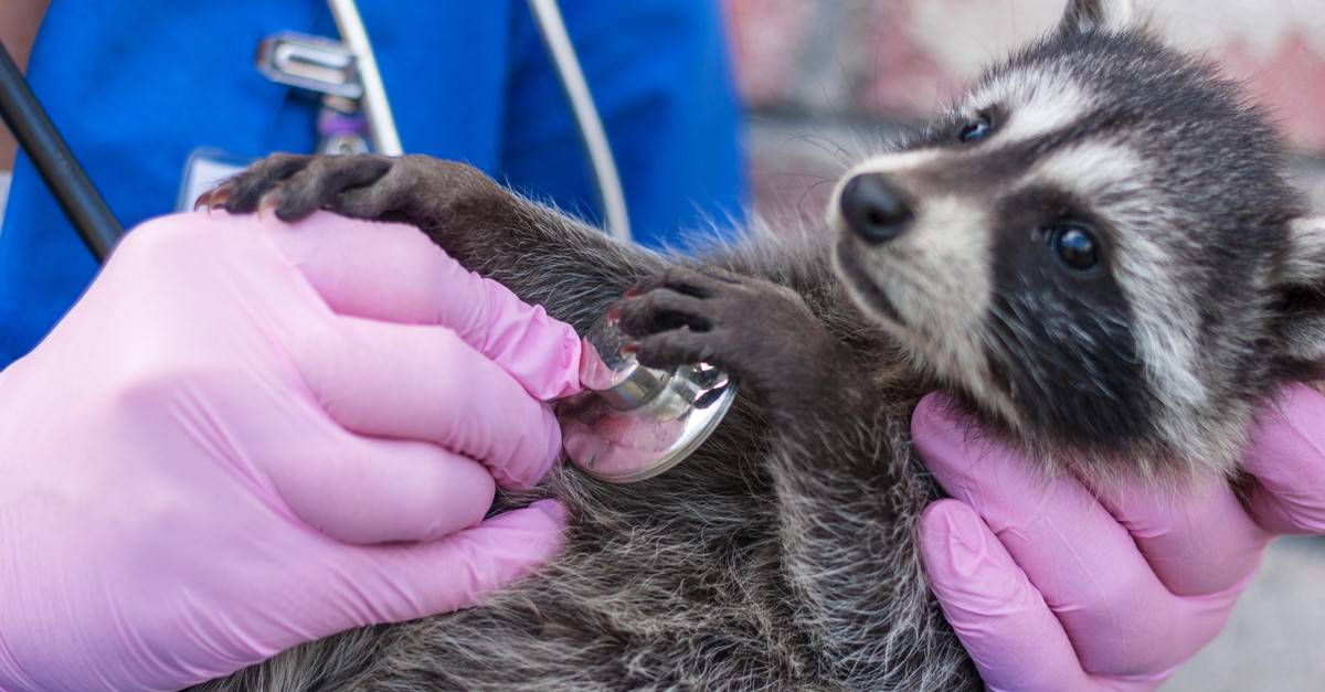 The Top 10 Most Fun Jobs With Animals - A-Z Animals