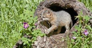Gray Fox Animal Facts - Urocyon cinereoargenteus - A-Z Animals