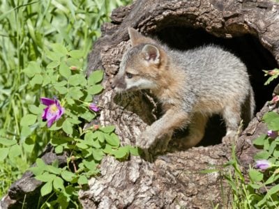 Gray Fox Animal Facts | Urocyon cinereoargenteus | AZ Animals