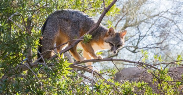Foxes in Oregon: Types and Where They Live - A-Z Animals