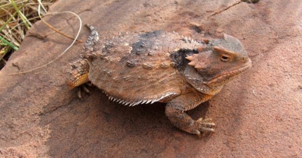 Horned Lizard Animal Facts - Phrynosoma - A-Z Animals