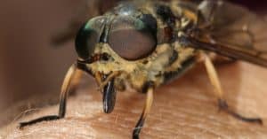 Horsefly Teeth: Do They Have Teeth? - A-Z Animals