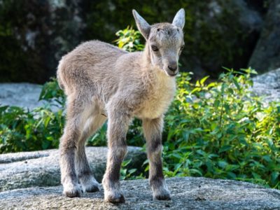 Ibex Animal Facts - AZ Animals