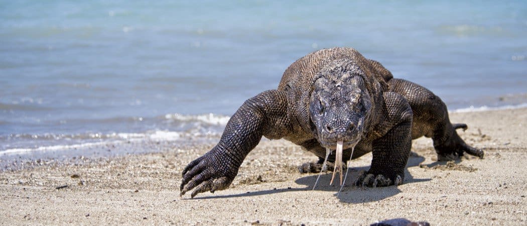 Wildlife in Sulawesi - Types of Sulawesi Animals - A-Z Animals