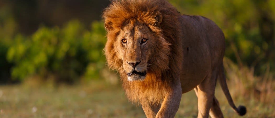 Wildlife in Kenya - Types of Kenyan Animals - A-Z Animals