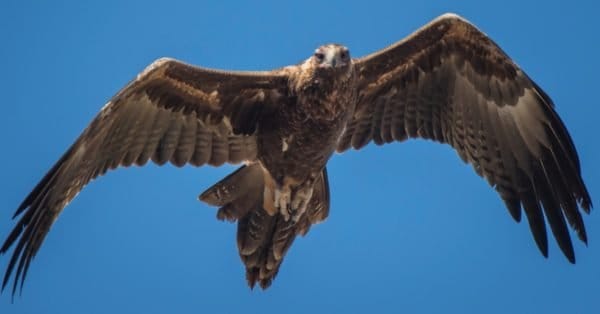 Every Type of Eagle and Why Each Is So Incredible - A-Z Animals