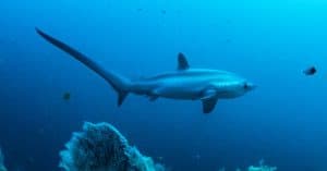 The 10 Biggest Sharks in Washington State (And Puget Sound) - A-Z Animals