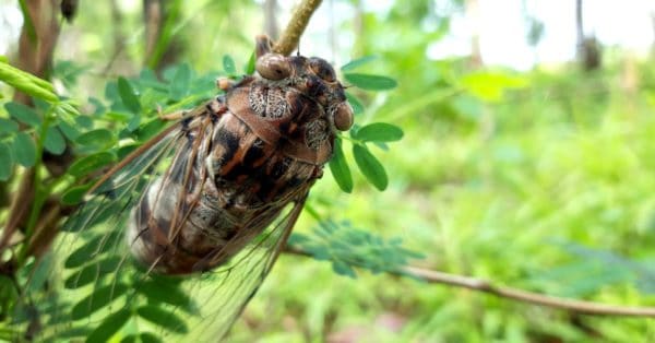 The Top 9 Loudest Insects in the World - A-Z Animals