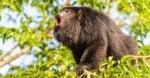 The World's 10 Largest Monkeys - A-Z Animals