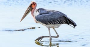 Marabou Stork Animal Facts - Leptoptilos crumenifer - A-Z Animals
