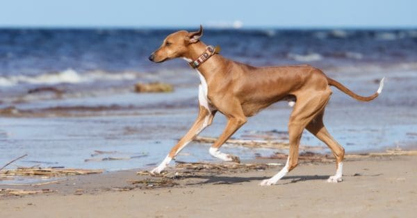 The 12 Most Popular Tall and Skinny Dog Breeds in 2024 - A-Z Animals