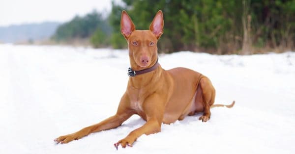 The 12 Most Popular Tall and Skinny Dog Breeds in 2024 - A-Z Animals