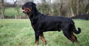 See 'Blondie' - The Massive 195-Pound Rottweiler - A-Z Animals
