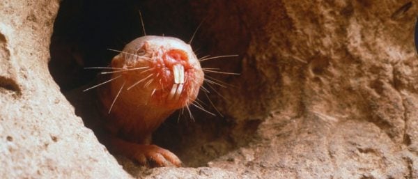 Gopher Animal Facts - Geomyidae - A-Z Animals