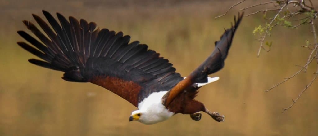 Wildlife in Nigeria - Types of Nigerian Animals - A-Z Animals