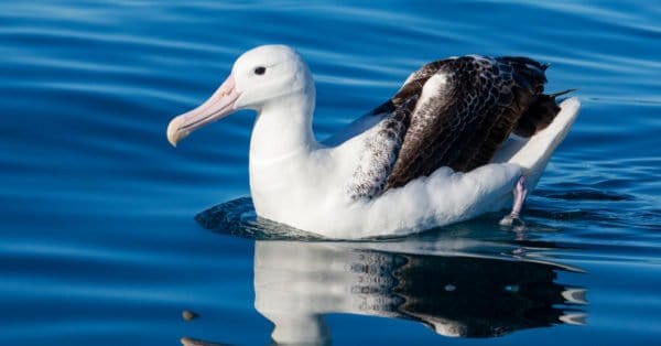 Albatross Bird Facts - Diomedeidae - A-Z Animals