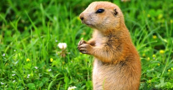 Exploring the Diet of Prairie Dogs: Herbivores of the Great Plains - A ...