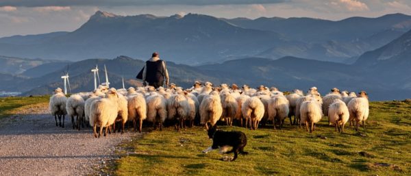 Ewe Won’t Believe It: Lower-Methane Sheep and 10 Facts That Might ...