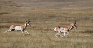 Can You Keep Up? These Animals Have Unbelievable Endurance - A-Z Animals